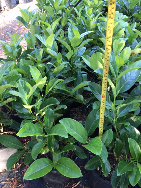 Maryvale Farm Nursery, Plants for Sale, Wholesale Online Nursery ...